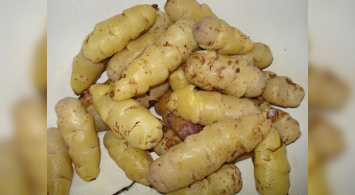 oca tuberculo