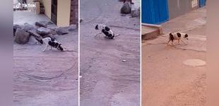 Aprendo en casa: La pava aliblanca en el Perú | cuál es el hábitat de ...