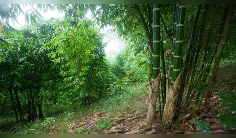 Conoce las 8 regiones naturales del Perú: Yunga, su flora y fauna ...