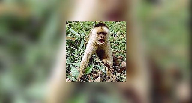 Psicosis en Huaycán por mono rabioso