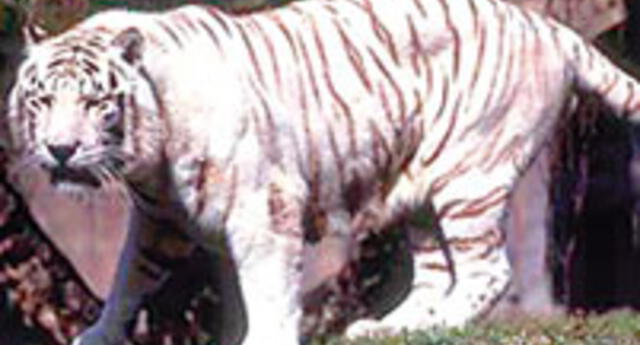 Tigre devora chinito | El Popular