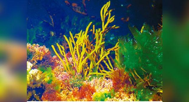 Fitoplancton | El Popular