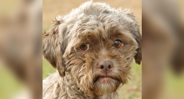 Perro con rostro humano se salvó de ser sacrificado | El Popular