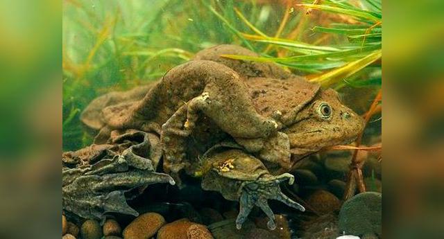 Rana del Titicaca | El Popular