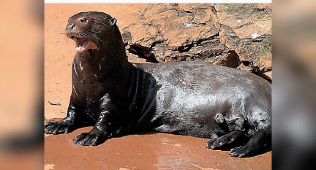 El lobo de río | El Popular