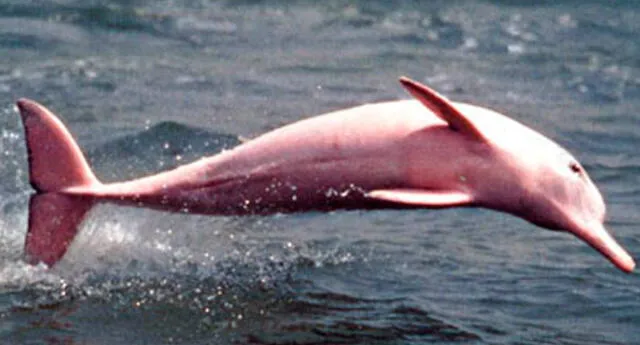 El delfín rosado | El Popular