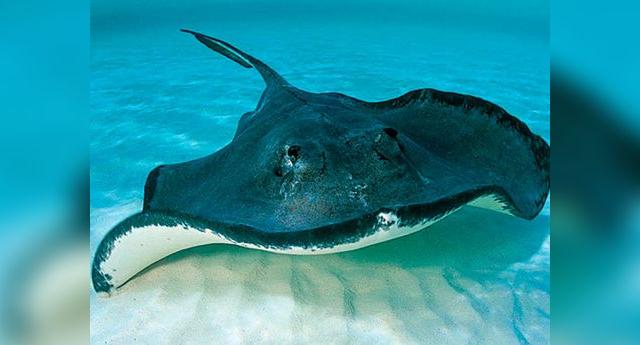 La mantarraya | El Popular