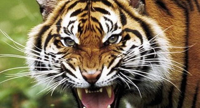 Tigre devora a 3 personas en India y lo buscan para matarlo | El Popular