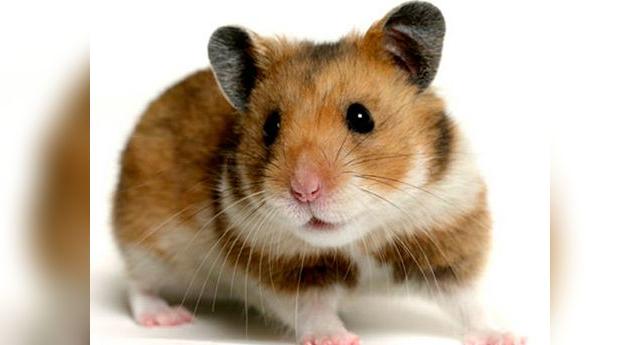 Conoce a tu mascota: El hámster | El Popular