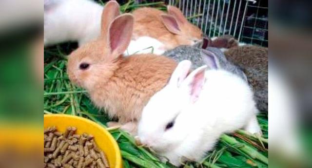 Conoce tu mascota: El conejo | El Popular