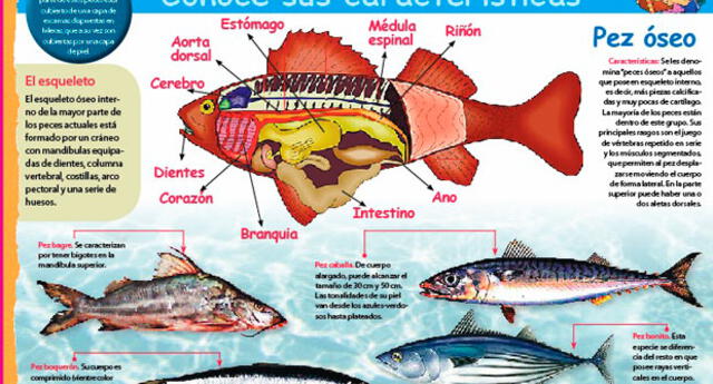 Aprendiendo sobre los peces óseos | El Popular