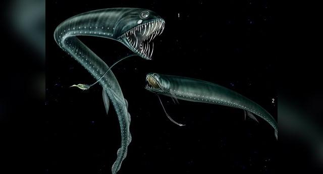 Pez Alien: conoce al terror de las profundidades marinas (FOTOS)