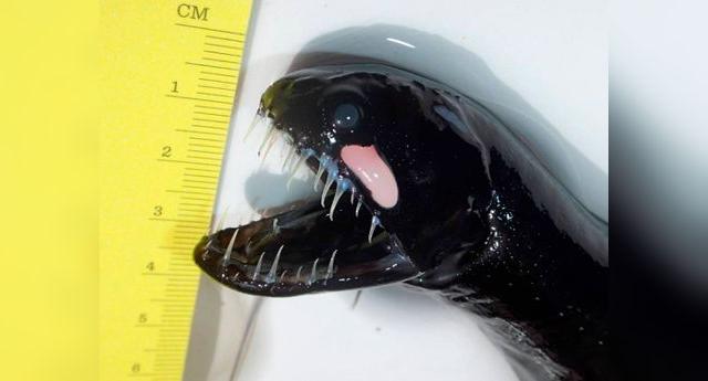 Pez Alien: conoce al terror de las profundidades marinas (FOTOS)
