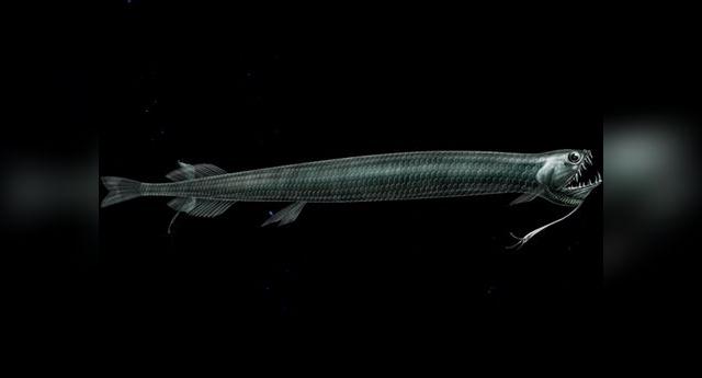 Pez Alien: conoce al terror de las profundidades marinas (FOTOS)