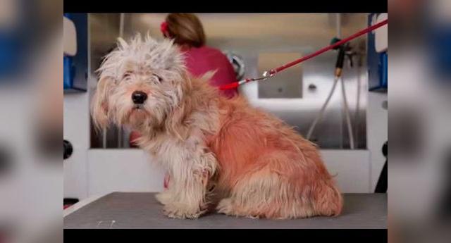 Adopta una mascota: conoce la historia de Charlie, un perro abandonado ...