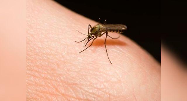 Fenómeno El Niño: ¿cómo prevenir los insectos en el hogar? | El Popular