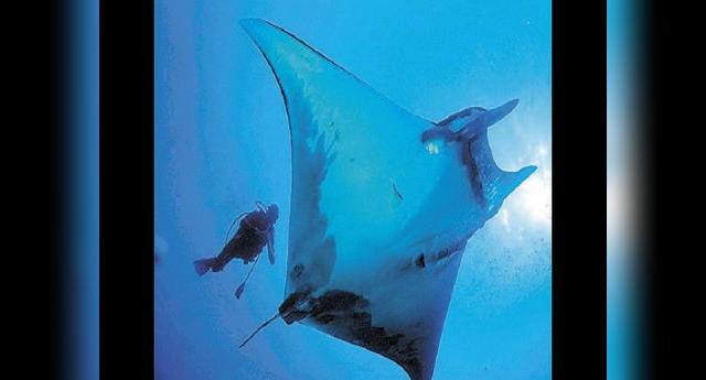 Mantarrayas en peligro de extinción en el mundo
