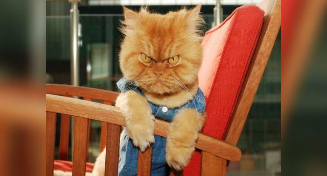 Mascotas: cinco señales para saber si tu gato está enojado | El Popular