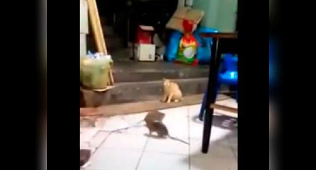 Youtube: mira esta impactante pelea de ratas (VIDEO) | El Popular