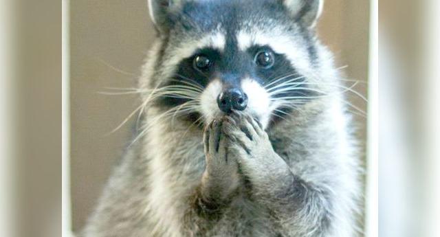 YouTube: intentan grabar a mapache y ocurre algo gracioso (VIDEO) | El ...