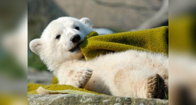 YouTube: Oso travieso sorprende a oficiales [VIDEO] | El Popular