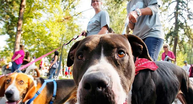 Mascotas: Conoce los 5 peligros que debes tener en cuenta al pasear a ...