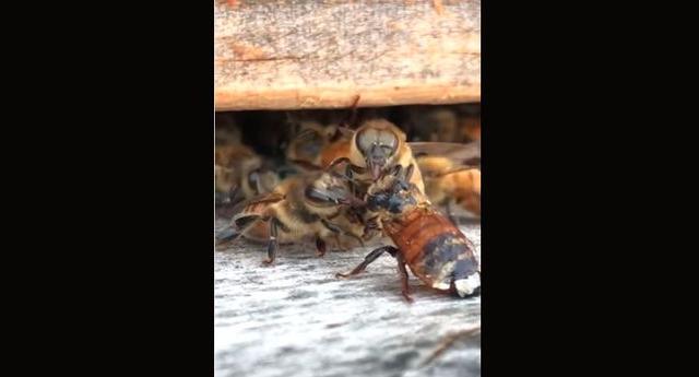 YouTube: abejas trabajan unidas para salvar a compañera
