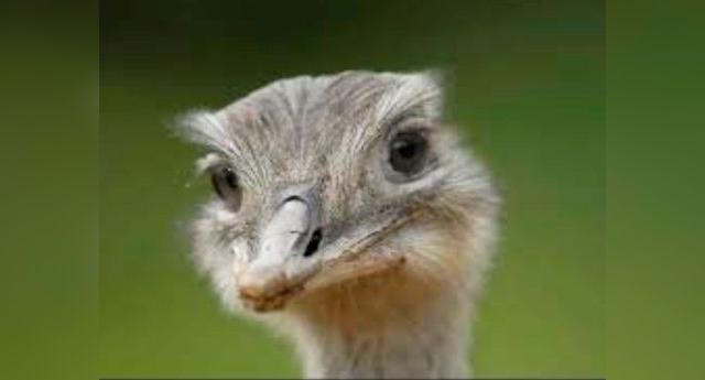 BCR: conoce al Suri, ave en la que está inspirada la nueva moneda de un ...