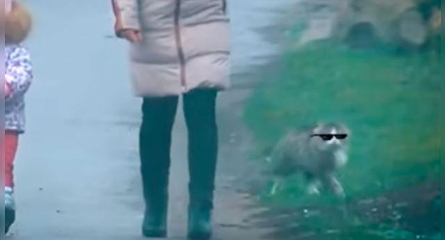 Video viral: Gato ninja sorprende a todos en las redes sociales | viral ...
