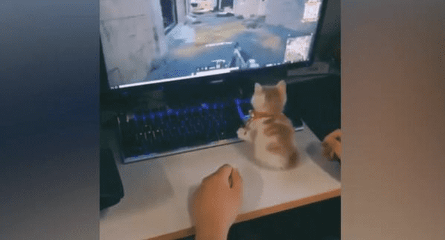TikTok viral: Gato demuestra su destreza jugando videojuegos y deja ...
