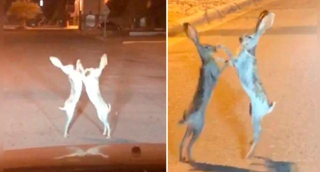 Video viral: Dos liebres se agarran a golpes en épico combate por el ...