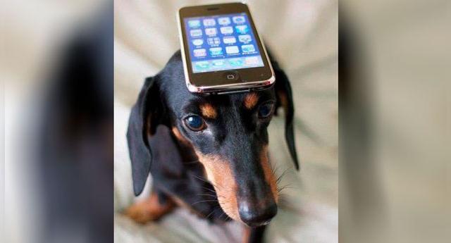 YouTube viral: Perro aprendió a contestar el teléfono de sus dueños y ...