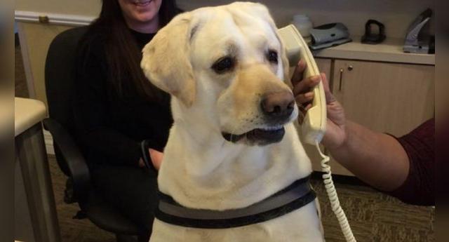 YouTube viral: Perro aprendió a contestar el teléfono de sus dueños y ...