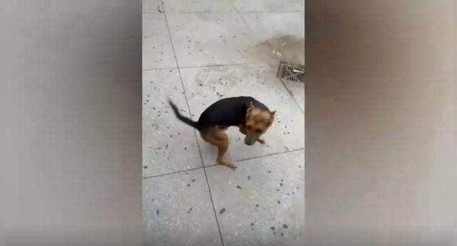 TikTok Viral: Perro es furor en redes sociales con la divertida forma ...