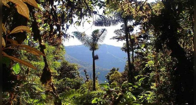 Conoce las 8 regiones naturales del Perú: Yunga, su flora y fauna ...