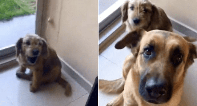 Facebook viral: Perrito es regañado por su dueña y su ‘amigo’ sorprende ...