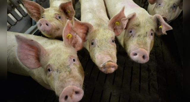 China reporta rebrote de peste porcina africana, enfermedad que ha ...