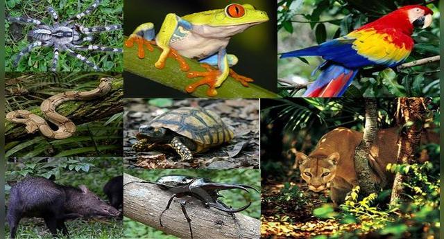 Conoce las 8 regiones naturales del Perú: Rupa rupa, flora y fauna | geografía | aprendo en casa ...