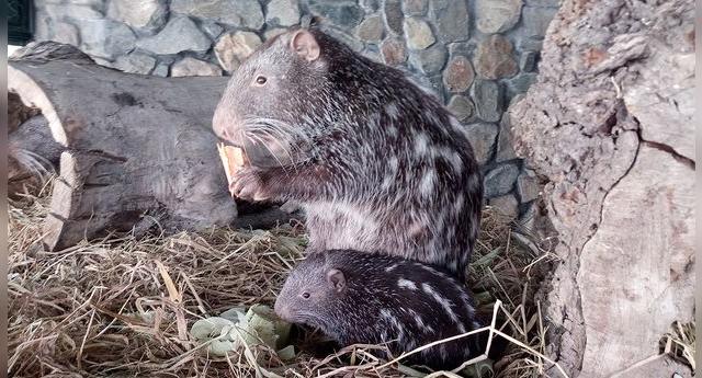Parque de las Leyendas: pacaranas rescatadas serán inquilinas del nuevo ...