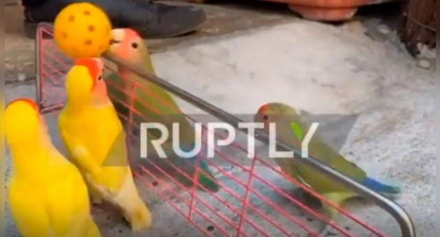 YouTube viral: Loros aprenden a jugar distintos deportes y causan furor ...