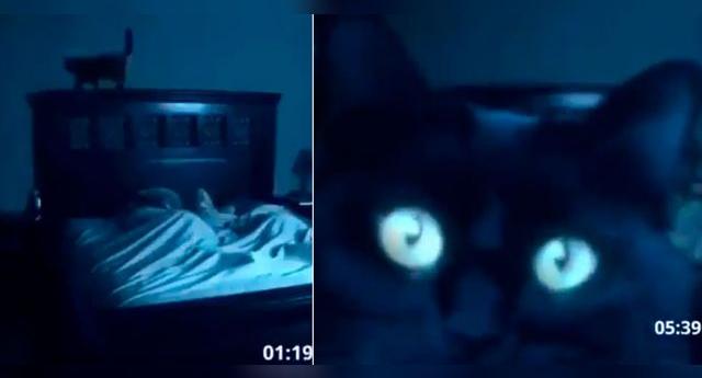 Twitter video viral: Gato protagoniza escalofriante escena de ...