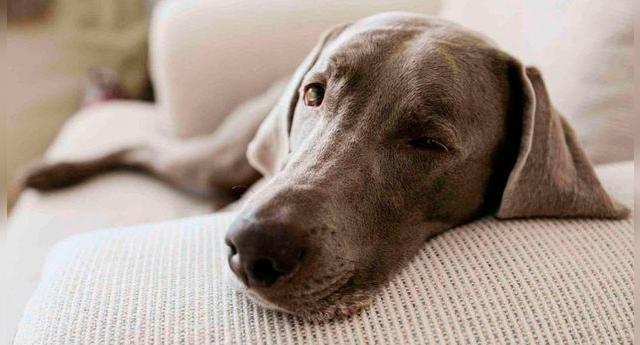 Mascotas: ¿Cómo afecta la colitis en los perros? | El Popular