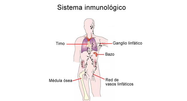 Sistema Inmunológico: qué órganos lo conforman Cuerpo Humano | El Popular