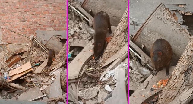 TikTok viral Perú: peruano revisa terreno abandonado y encuentra ...