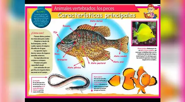 Animales vertebrados: los peces | El Popular