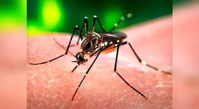 Zika en Perú: así reaccionaron las redes sociales por llegada del virus ...