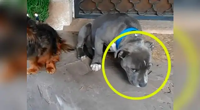 Facebook: Draco, el Pitbull que rompió zapatillas, es solicitado como ...