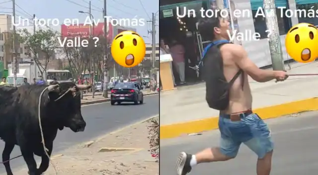 TikTok viral: Un toro aparece en medio de la avenida Tomás Valle y ...