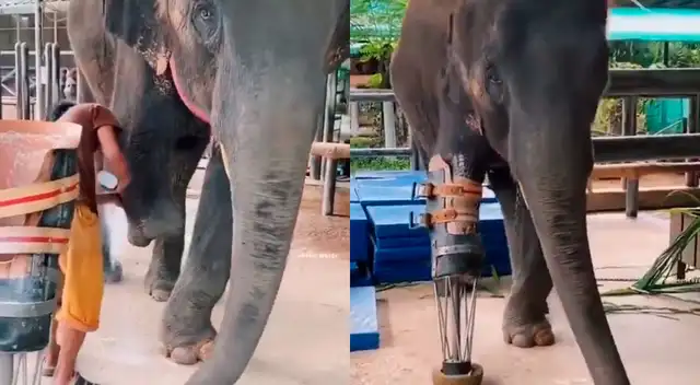 Elefante sufrió la amputación de una de sus patas y usa prótesis para ...