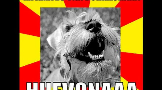 La perra pituca ya tiene memes y canción | El Popular